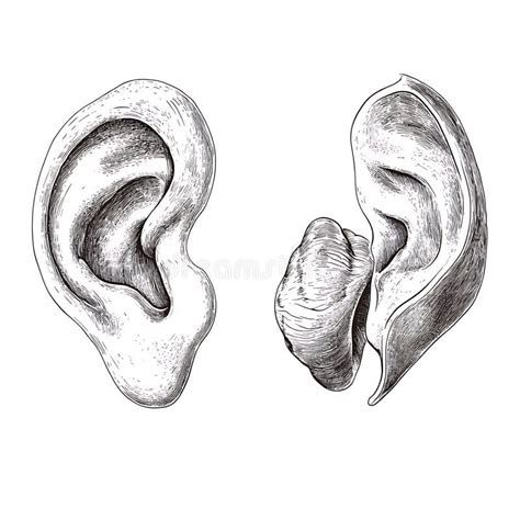 Two Ears Clipart Ears Human Two Stock Illustrations 151 Ears Human