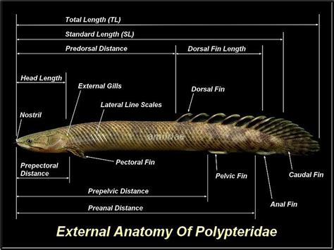External Anatomy Of Polypteridae Arofanatics Fish Talk Forums