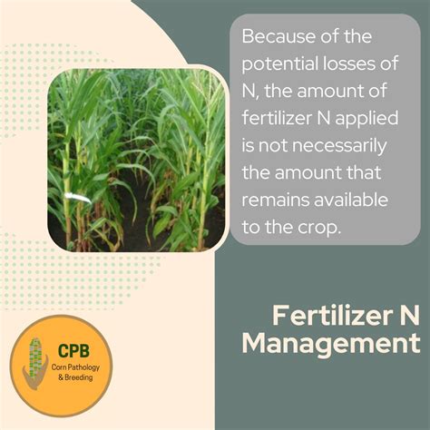 Fertilizermanagement Cornfertilization Lossesofn Nitrogen Nitrate