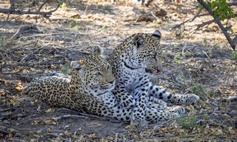 Leopard Cubs Playing In Botswana Africa Stock Image Image Of Nature