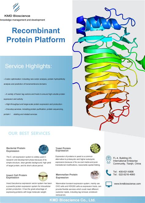 Yeast Protein Expression Service Kmd Bioscience Nanobody Discovery