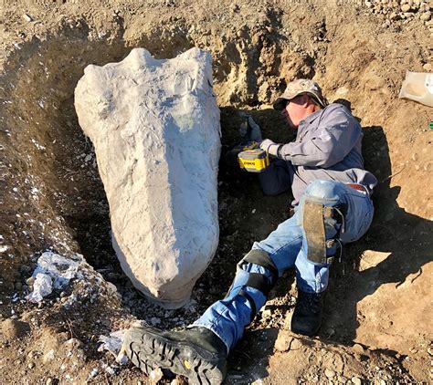 Treasure Trove Of Fossils Found In Sierra Nevada Foothills