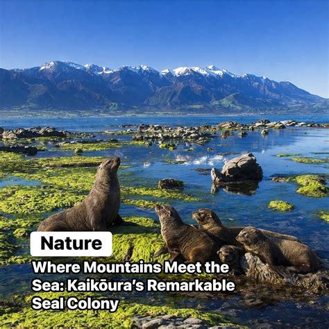 New Where Mountains Meet The Sea Kaikōuras Remarkable Seal Colony