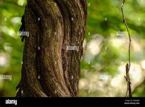 Curved And Flowing Tree Bark With Daddy Longlegs Spider On Hanging Vine