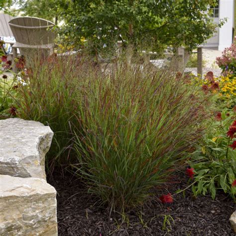 Grass Panicum Cheyenne Sky Windridge Perennials And Landscaping