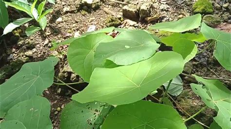 Binunga Tree Youtube