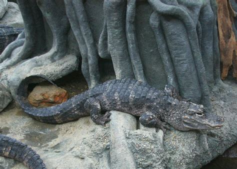 Definitive Guide To Chinese Alligator Facts Habitat Conservation