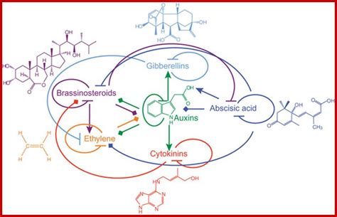 Plant Developmnet Introduction