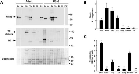 a targeting strategy the exons 1a through 4 are numbered wild type