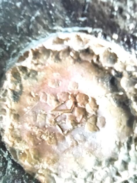 Dug Up This Stump 18 Below Garden Beds Directly Adjacent To 130 Year Old Homes Foundation 25