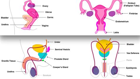 Unit 17 The Reproductive System Flashcards Quizlet