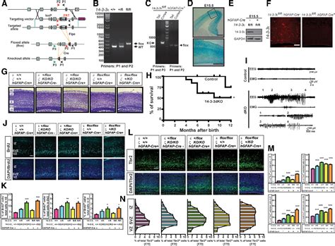 Figure 1 From 14 3 3ε And ζ Regulate Neurogenesis And Differentiation Of Neuronal Progenitor