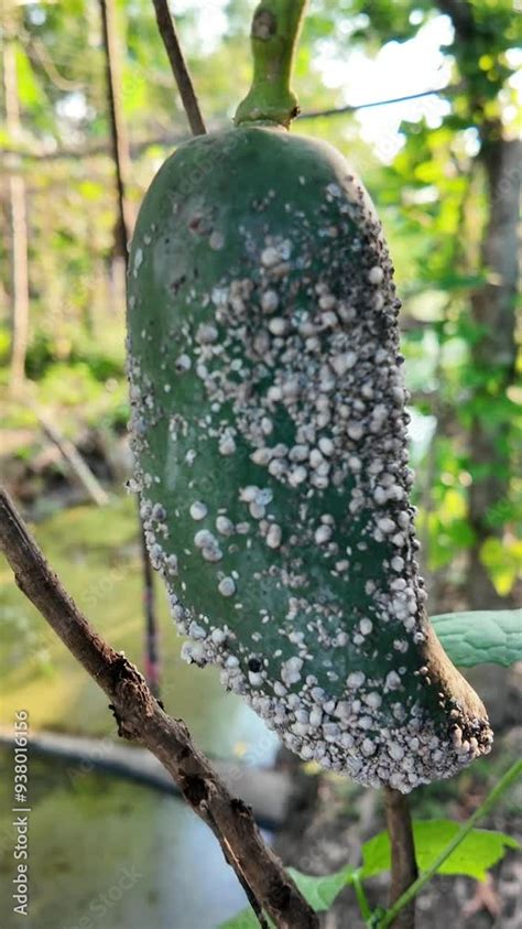 Aphids Infestation On Plant Densely White Mealybugs On Papaya Fruit