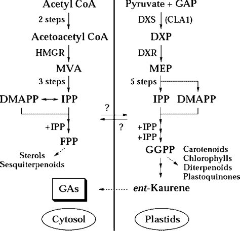 Gibberellins Biosynthesis