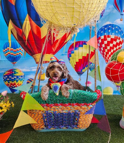 ️🌞🩵mocha Is A Cockapoo Peace Paws Grooming Salon Llc Facebook