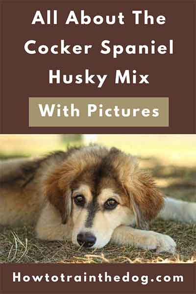 All About The Cocker Spaniel Husky Mix Siberian Cocker With Pictures