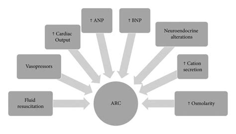 Potential Contributing Factors To Arc Anp Atrial Natriuretic Peptide