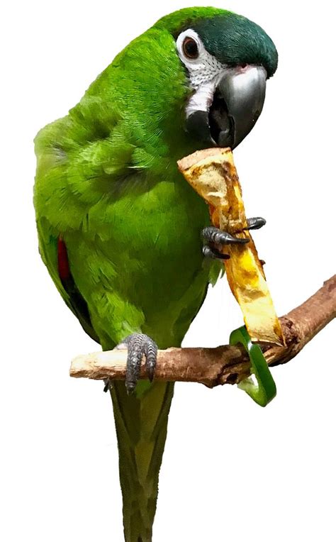 Parrot Problem Solving 101 Pps101 Parakeet Care Parrot Pet Birds