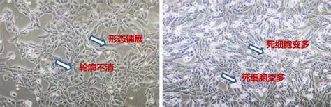 给您一双鉴别支原体污染的慧眼 爱必信（上海）生物科技有限公司