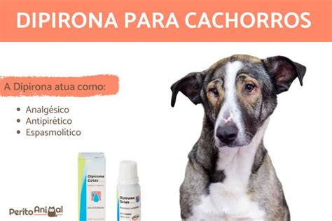 Dipirona Para Cachorros Quando E Como Dar Sem Riscos