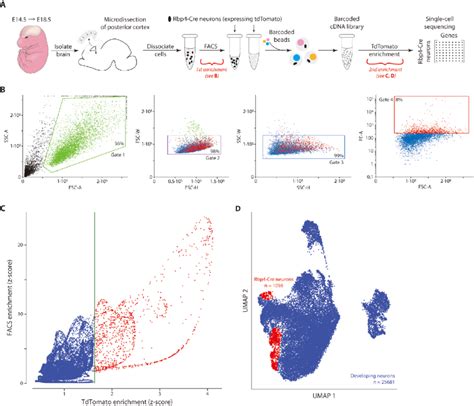 Fig S1 Associated With Fig 1 And 4 Single Cell Rna Transcriptomes