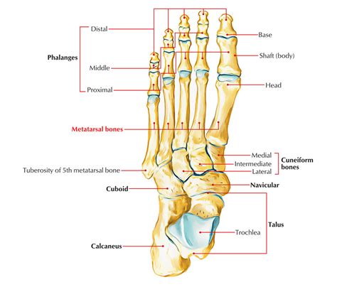 Easy Notes On 【metatarsal Bones】learn In Just 3 Minutes