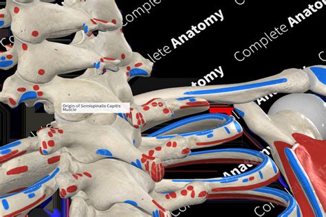 Origin Of Semispinalis Capitis Muscle Complete Anatomy