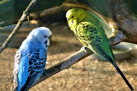 Parakeets Bird We Free Photo On Pixabay