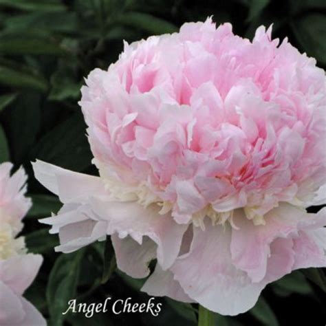 Пион Angel Cheeks Пулков Сад