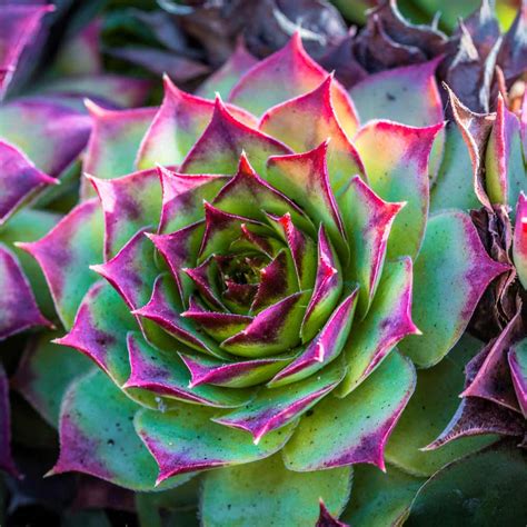 Vibrant Succulent Photos Color Capturing Natures Hues
