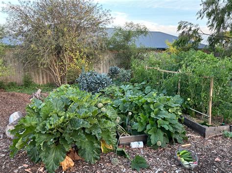 Hamlyn Heights Retrofit And Renovation Geelong Sustainability