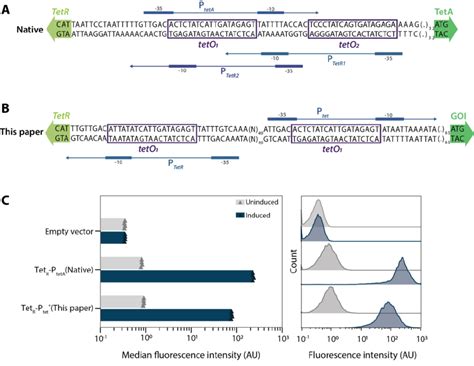 Modification Of The Tetr Pteta Promoter In E Coli The Organization Of