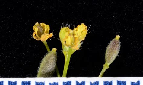 Draba Nemorosa Brassicaceae