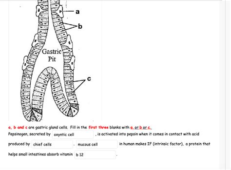 Answered Pepsinogen Secreted By Oxyntic Cell Bartleby