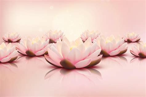 pink lotus display vectors and illustrations for free download