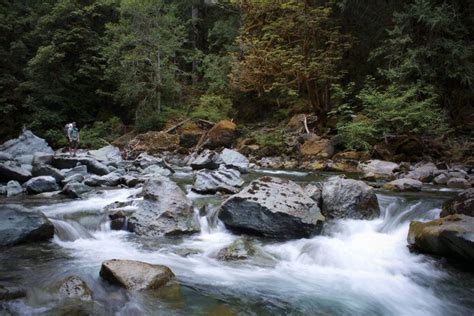 Hiking Staircase Rapids Loop Trail In Olympic National Park Wa