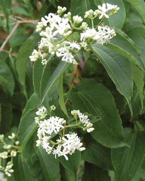 Seven Son Flower Johnsons Nursery Kb