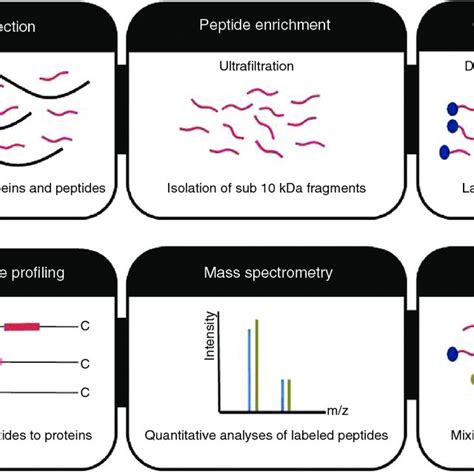 Peptidomics Based Workflow For Degradome Profiling From Top Left