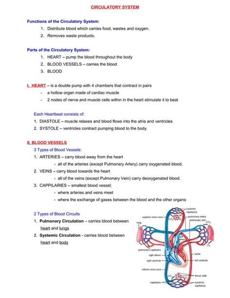 Circulatory System Notes Doc