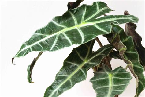How To Grow And Care For Elephants Ear Alocasia