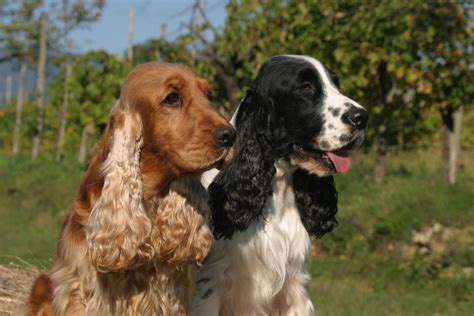 English Cocker Spaniel Sakc Dogs Wiki