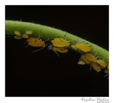 Lacewing Larva Vs Aphids Krishna Mohan Photography