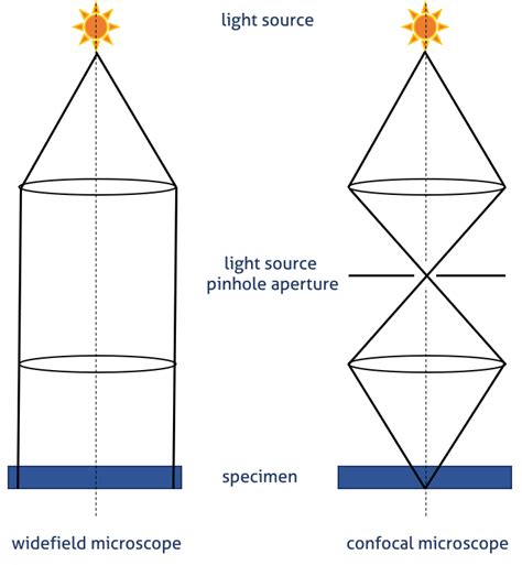 Confocal Fluorescence Microscopy Images Showing The Bronchoscopic