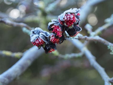 Winter Tree Identification In Baths Botanical Gardens Bathscape