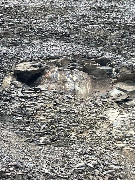 Leaves And Triassic Fish Fossil Hunting Trips The Fossil Forum