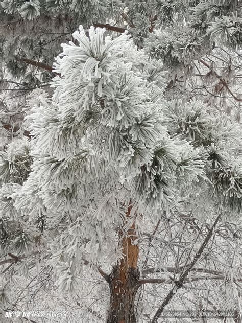 琼枝摄影图 自然风景 自然景观 摄影图库 昵图网