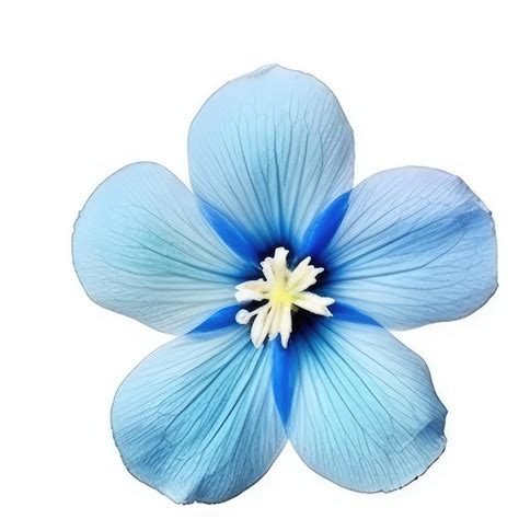 Premium Photo A Blue Flower With A White Center And The Yellow Center