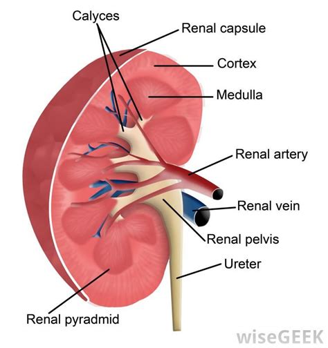 Major Calyx Renal Pelvis Urine Flow Diagram Bio 204 Lecture