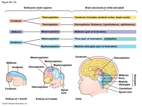 49 Nervous Systems Lecture Presentation By Nicole Tunbridge And Ppt