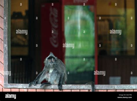 The Silvered Leaf Monkey Or The Silvery Langur Sabah Borneo Malaysia